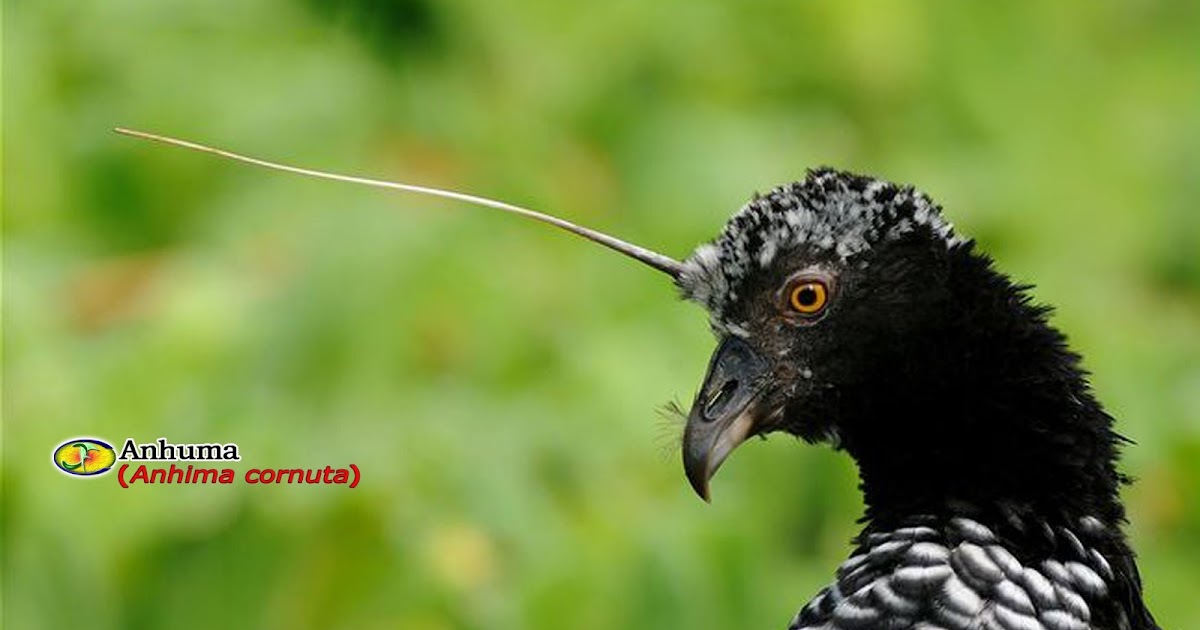 Zoologia: Anhuma (Anhima cornuta)